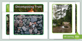 Microhabitats Year 2 Lesson | Science with Twinkl - Twinkl