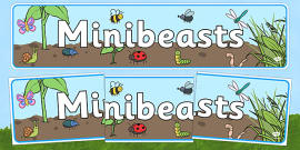 Minibeast Display Photos - Minibeast photos, minibeast