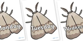 Insect Week | National Insect Week - Twinkl