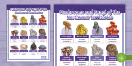 Mushrooms and Fungi of Alberta Poster (Teacher-Made)