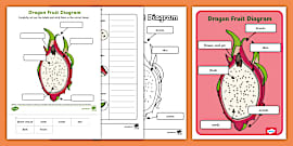 Draw the Dragon Fruit Worksheet (Hecho por educadores)