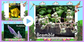 Common Plants and Flowers Display Photos - KS1 Resources