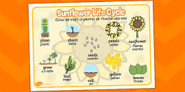 Sunflower Life Cycle Word Mat - Twinkl Kindergarten - Twinkl
