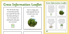 How to Grow a Cress Head Display Posters