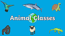KS1 Animals PowerPoint - Animal Classification - Resources