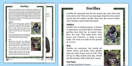 KS1 Meerkat Fact File (teacher made)