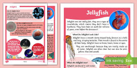What is a jellyfish? | Twinkl Teaching Wiki - Twinkl