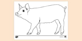 Parts of the Body of a Pig - Labelling Activity - Pets