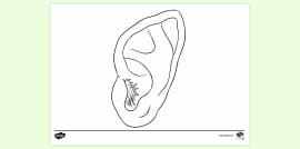 FREE! - Ear Diagram Colouring Sheet (teacher made) - Twinkl