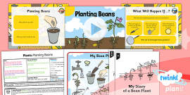 FREE! - My Diary of a Bean Plant Booklet Template