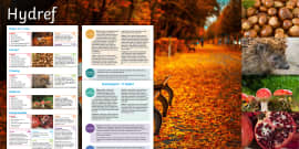 Script Perfformiad y Cynhaeaf (teacher made) - Twinkl