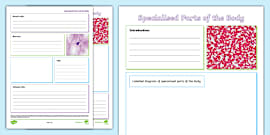 What are cells in the human body? | Twinkl Teaching Wiki