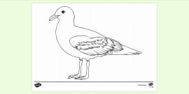 Parts of a Seagull Differentiated Worksheet / Worksheet