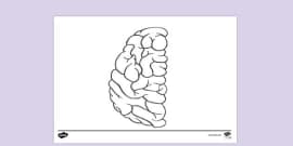 growth mindset brain Colouring | Colouring Sheets - Twinkl