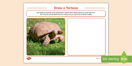 Label the Tortoise Activity (teacher made) - Twinkl