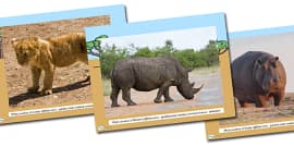 Safari Display Posters (teacher made) - Twinkl