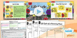 Flowering Plant Life Cycle | Life Cycle of a Plant | Twinkl