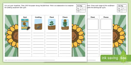 Sunflower Life Cycle Stages PowerPoint (teacher made)