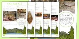 NZ Native Birds Activities Sheet (teacher made)