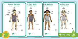Parts of the Body Display Poster English/Spanish - Twinkl