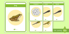 Butterfly Cycle Pictures - A4 Posters - Primary Resources