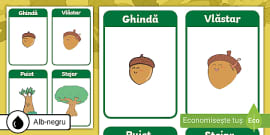 Micuțele ghinde: Ciclul de viață al stejarului – Planșe