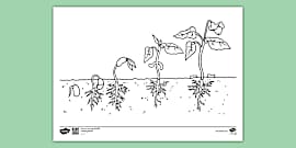 Bean Life Cycle PowerPoint