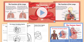 Human Body Organs Display Posters - human body organs display posters