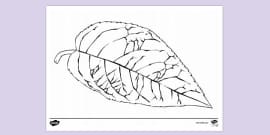 Gum Leaf Template | Primary Resources | Twinkl - Twinkl