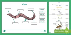 Insect Body Parts | Fill in the Blanks Worksheet - Twinkl