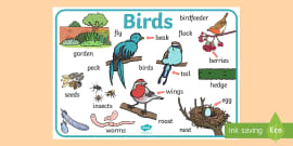 KS1 British Birds and their Eggs Matching Activity