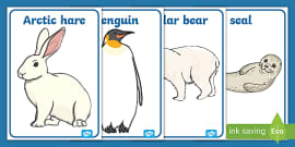 Arctic | Arctic Tundra Characteristics of Polar Regions