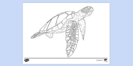FREE! - Turtle Dot to Dot Activity - Resources - Activities - Twinkl