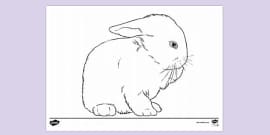 Baby Rabbit Colouring Sheet | Colouring Sheets | Twinkl