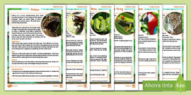 Ficha: Los animales de la selva