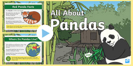 KS1 Non-Chronological Report on Pandas Reading Comprehension