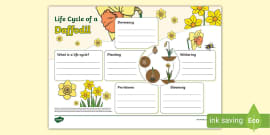 Life Cycle of Hedgehogs Fact File Template (teacher made)