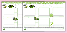 Feuille De Travail Vierge Sur Le Cycle De Vie Des Grenouilles Cahier