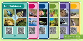 Animal Groups Sorting Cards Photos, World Animal Day