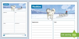 👉 Stormzy Fact File Template, Stormzy (teacher made)