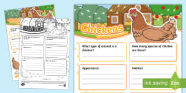 KS2 Chicken Fact File (teacher made) - Twinkl
