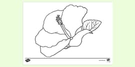 Bunga Raya Colouring Page