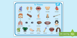 Parts of the Body A4 Te Reo Maori (teacher made) - Twinkl