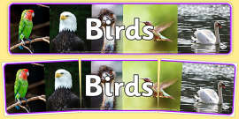 Bird Word Mat (teacher made)