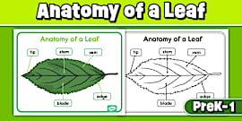 Parts of a Leaf Poster