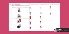 Human Body Overall Circulatory System Labelling Worksheet