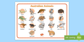 Australian Animals Fact File Display Posters (teacher made)