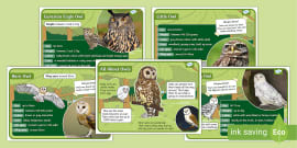 Falcon Differentiated Reading Comprehension Activity - Science: Living ...