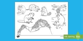 What is a Beaver? – Beaver Facts for Kids – Twinkl