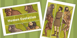 Timeline of Human Evolution | History & Science Wiki